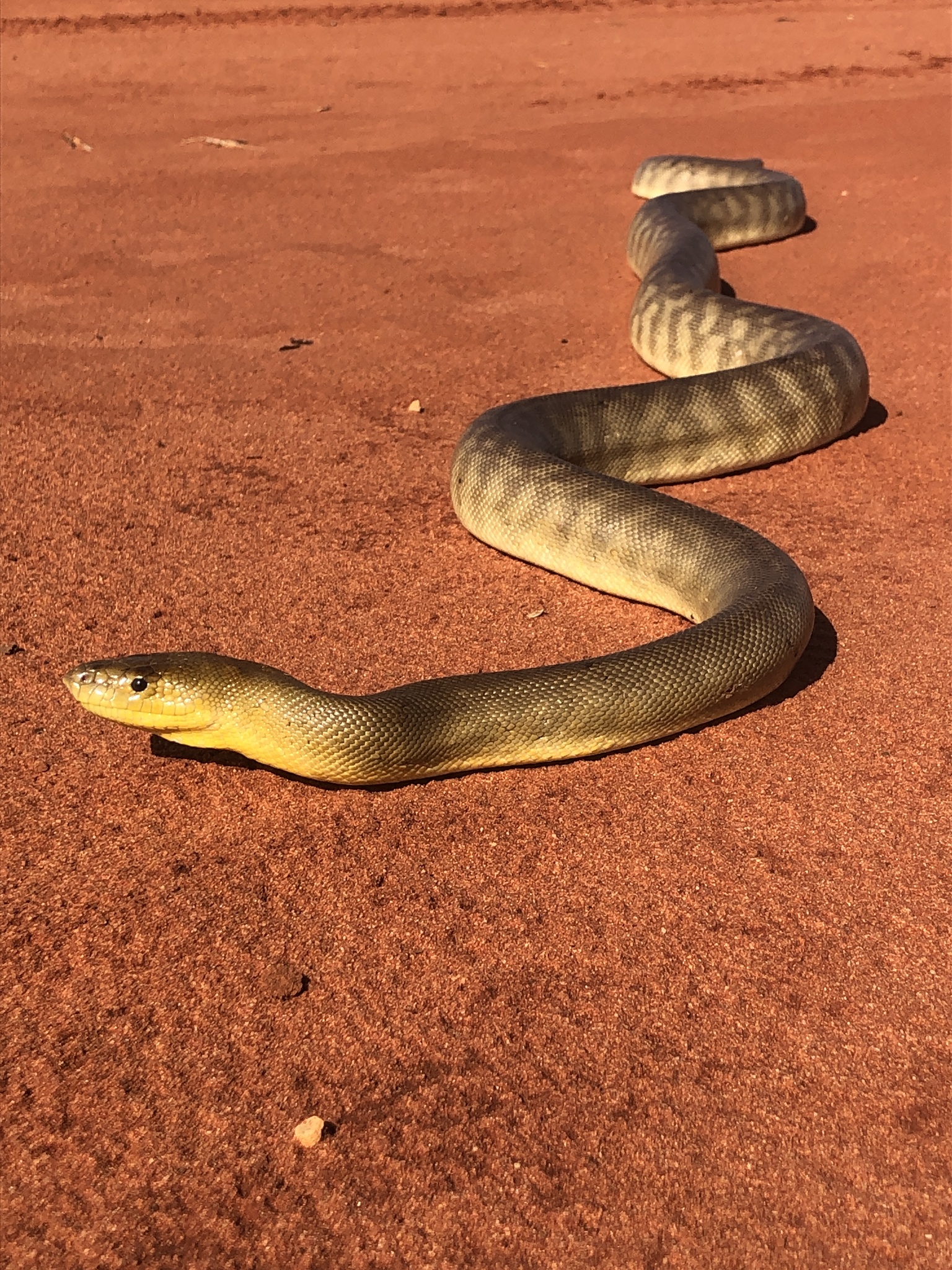 Aspidites ramsayi (Macleay, 1882)