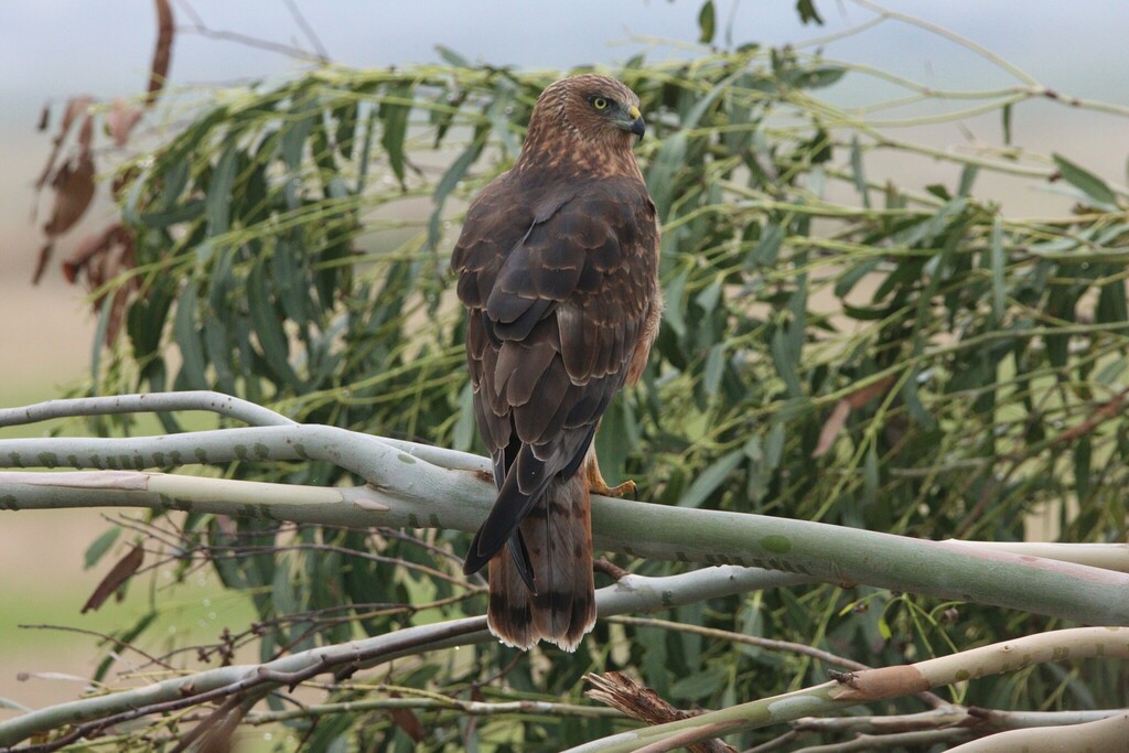 Swamp Harrier from Lincoln, New Zealand on April 30, 2023 at 03:34 PM ...