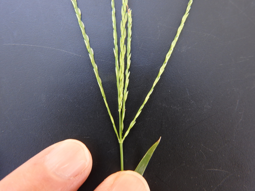 Asian Crabgrass in November 2018 by Kathy McAleese · iNaturalist