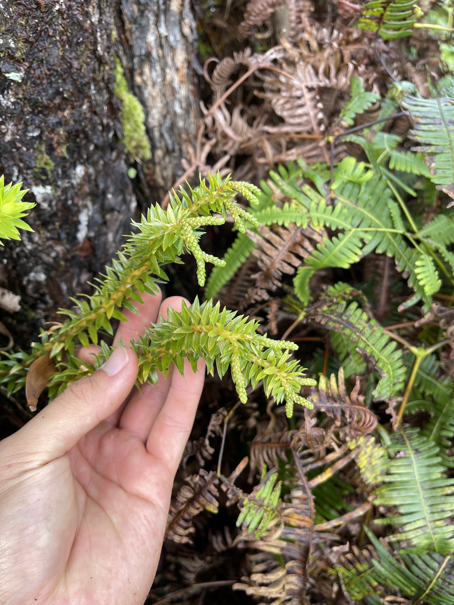 Phlegmariurus phyllanthus (Hook. & Arn.) R.D.Dixit