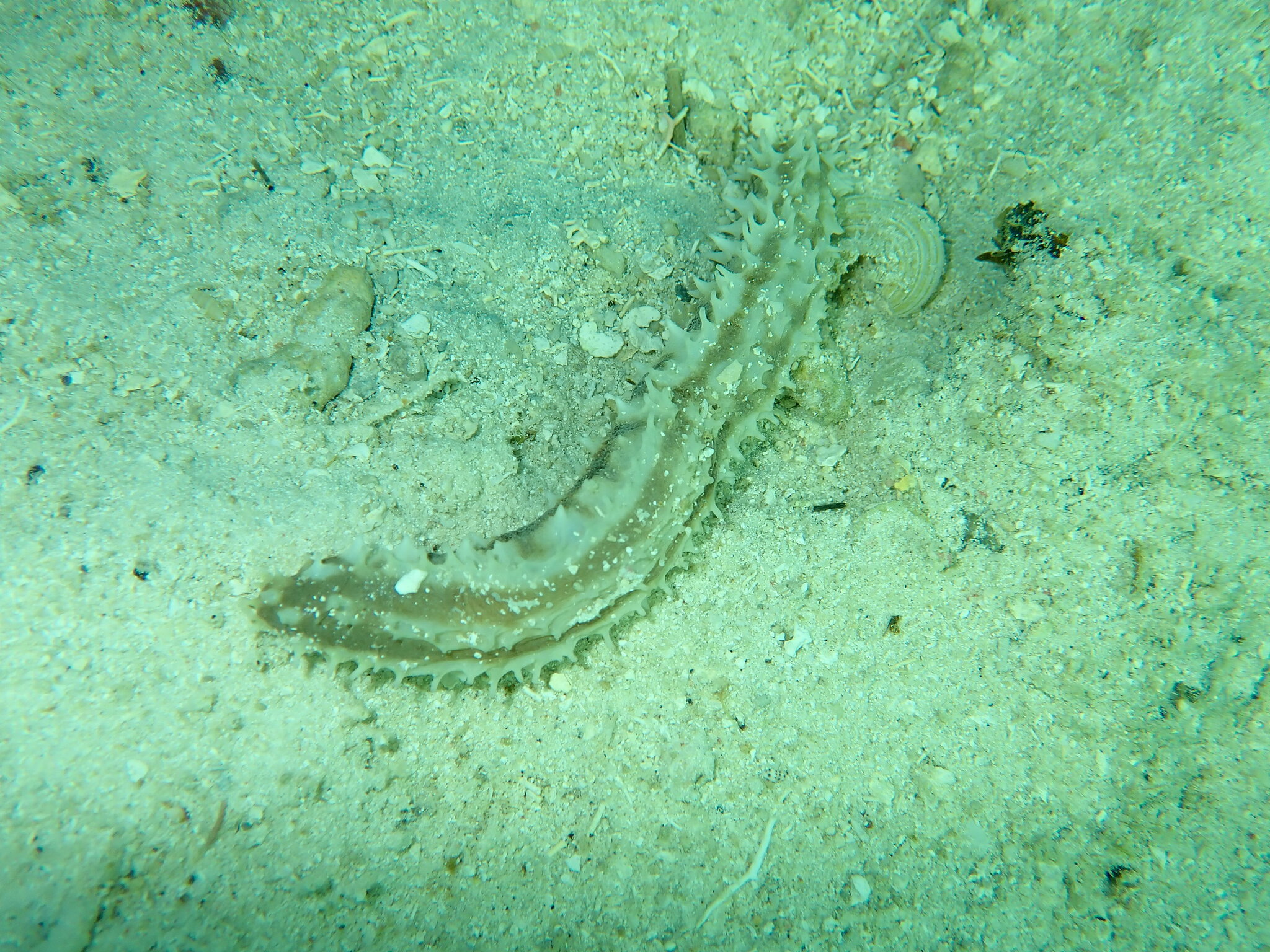 Holothuria hilla Lesson, 1830