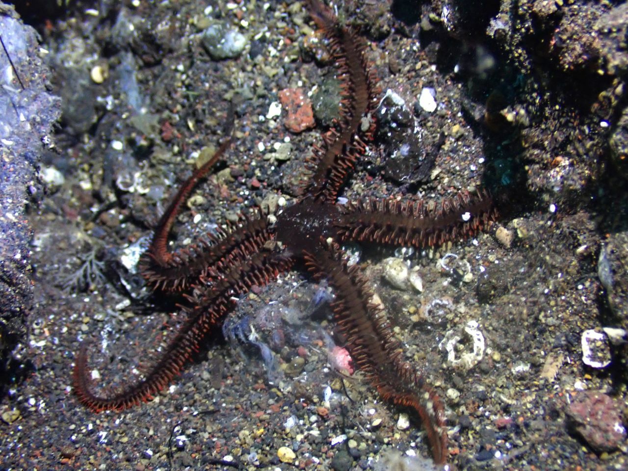 Ophiocoma erinaceus Müller & Troschel, 1842