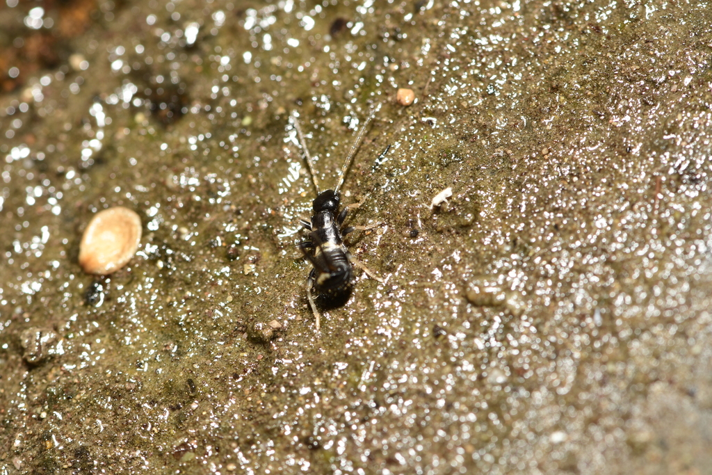 Extant Earwigs from 湖州黄浦江源龙王山旅游区 on May 1, 2023 at 04:06 PM by rhinolin ...