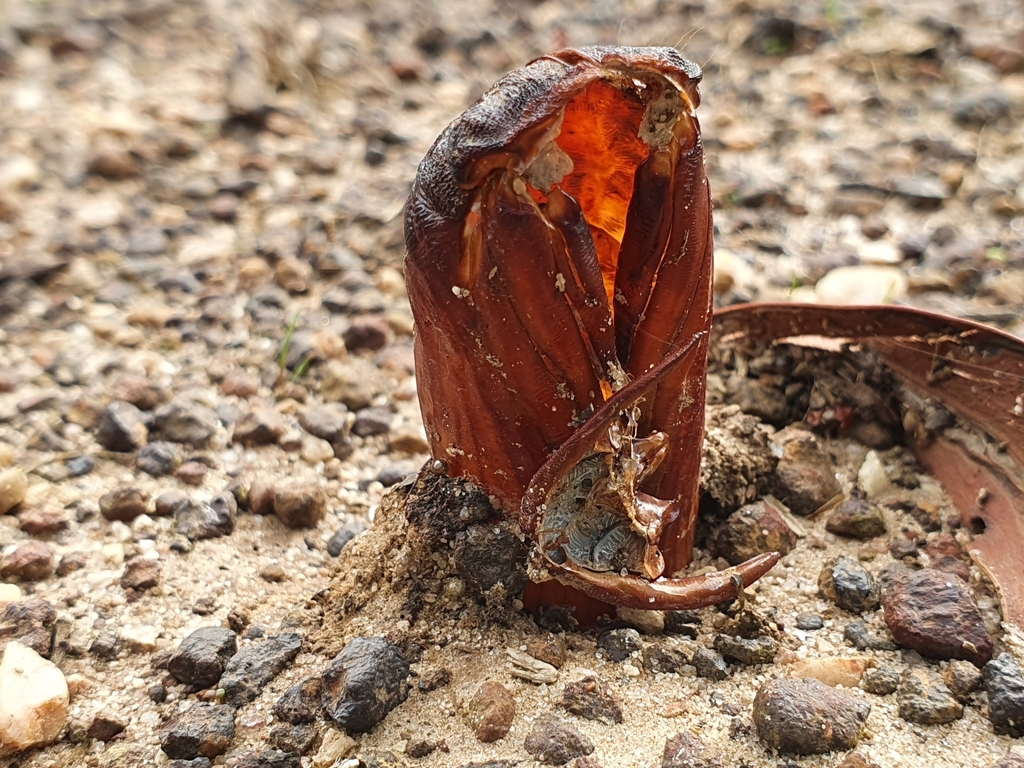 Bardi Moth from Anglesea VIC 3230, Australia on May 5, 2023 at 02:46 PM ...