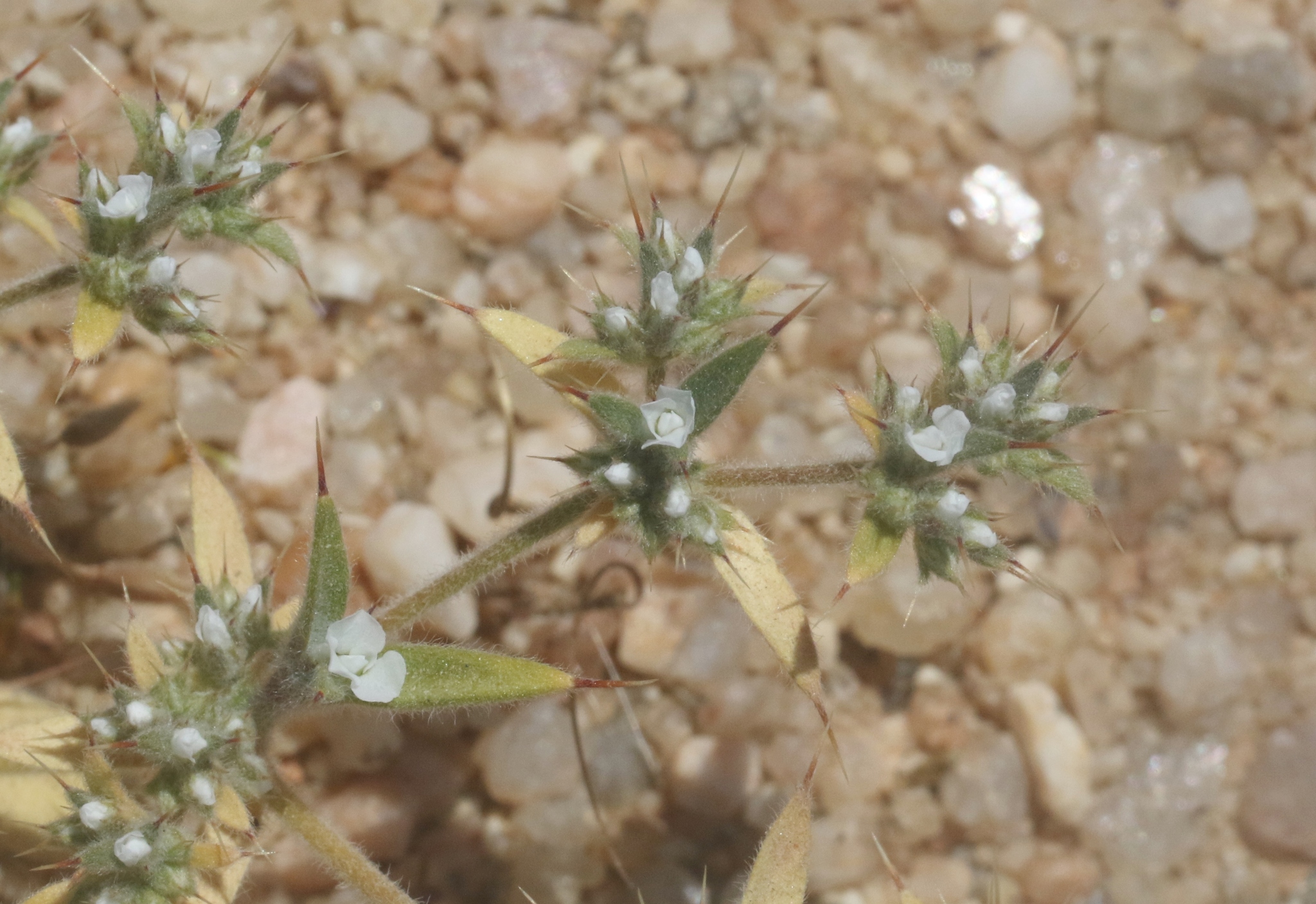 Chorizanthe spinosa S.Watson