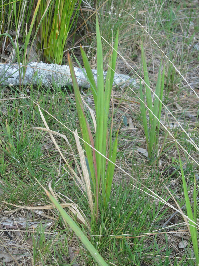 Cogon Grass from 1 Amaroo Dr, Smiths Lake NSW 2428, Australia on May 5 ...