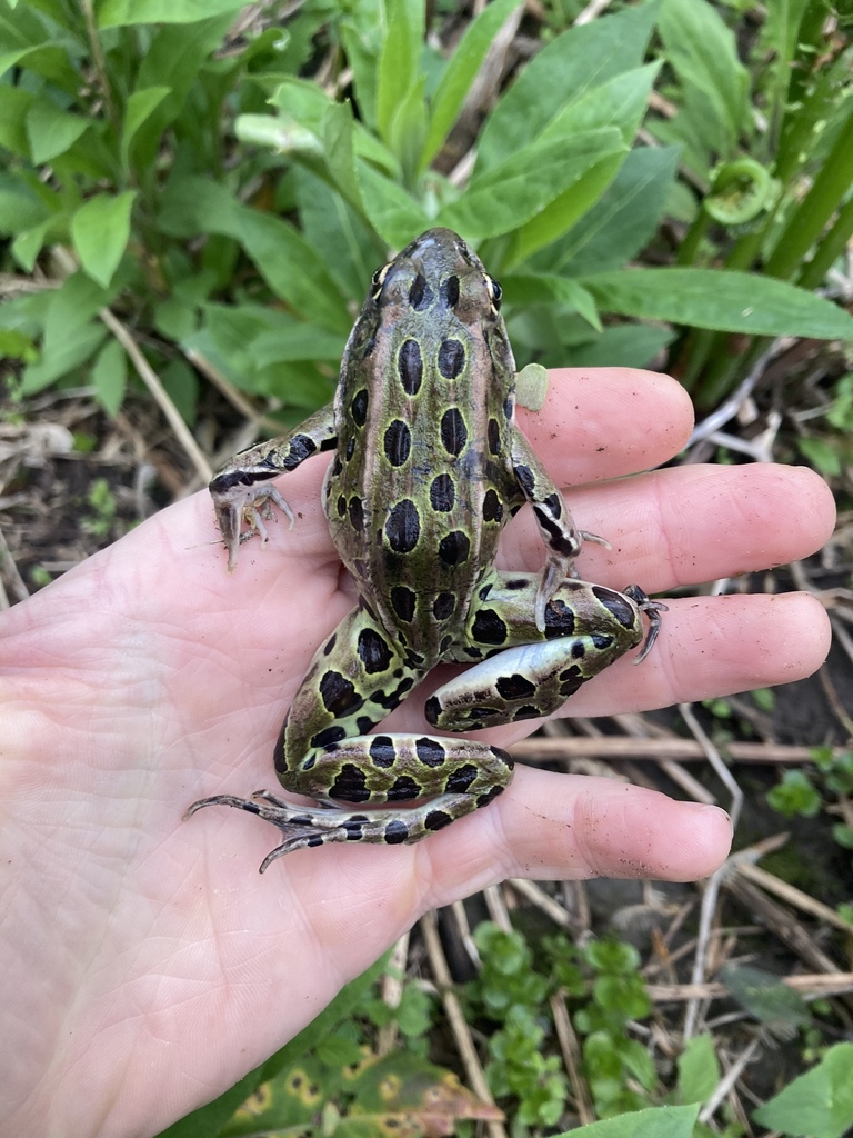 Northern Leopard Frog from LaPlatte Nature Park, Shelburne, VT, US on ...