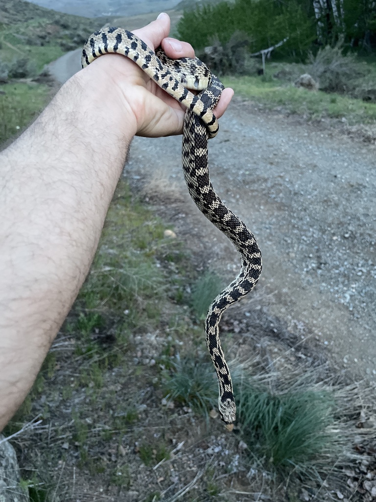 Great Basin Gopher Snake in May 2023 by dstathis · iNaturalist