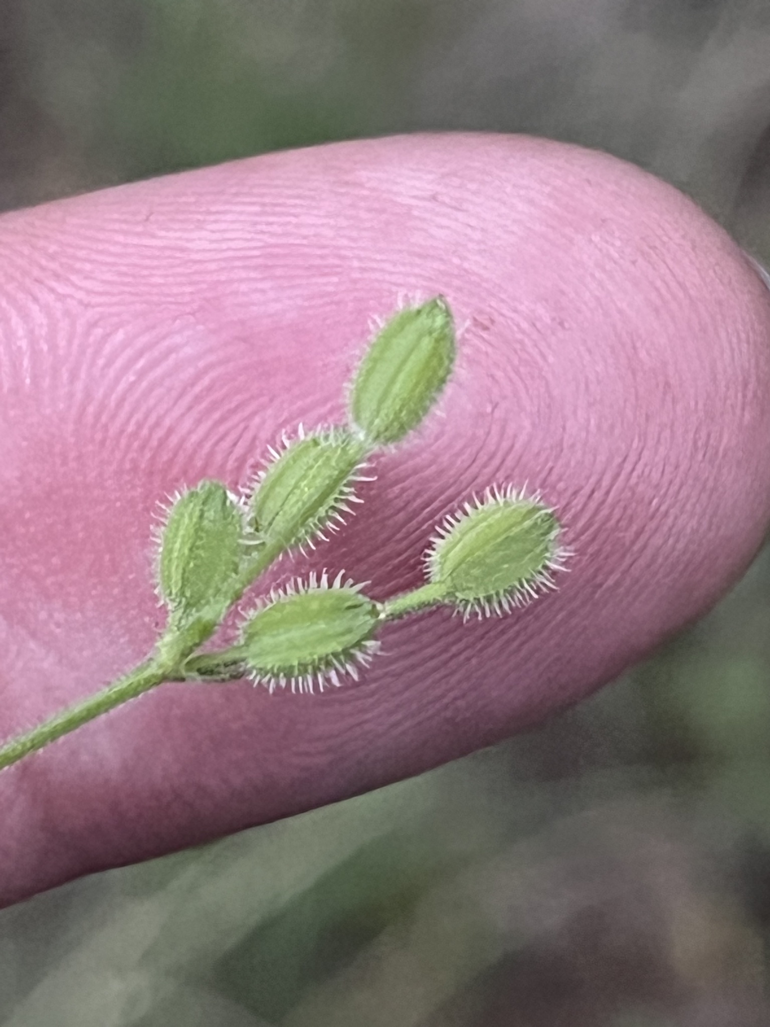 Yabea microcarpa (Hook. & Arn.) Koso-Pol.