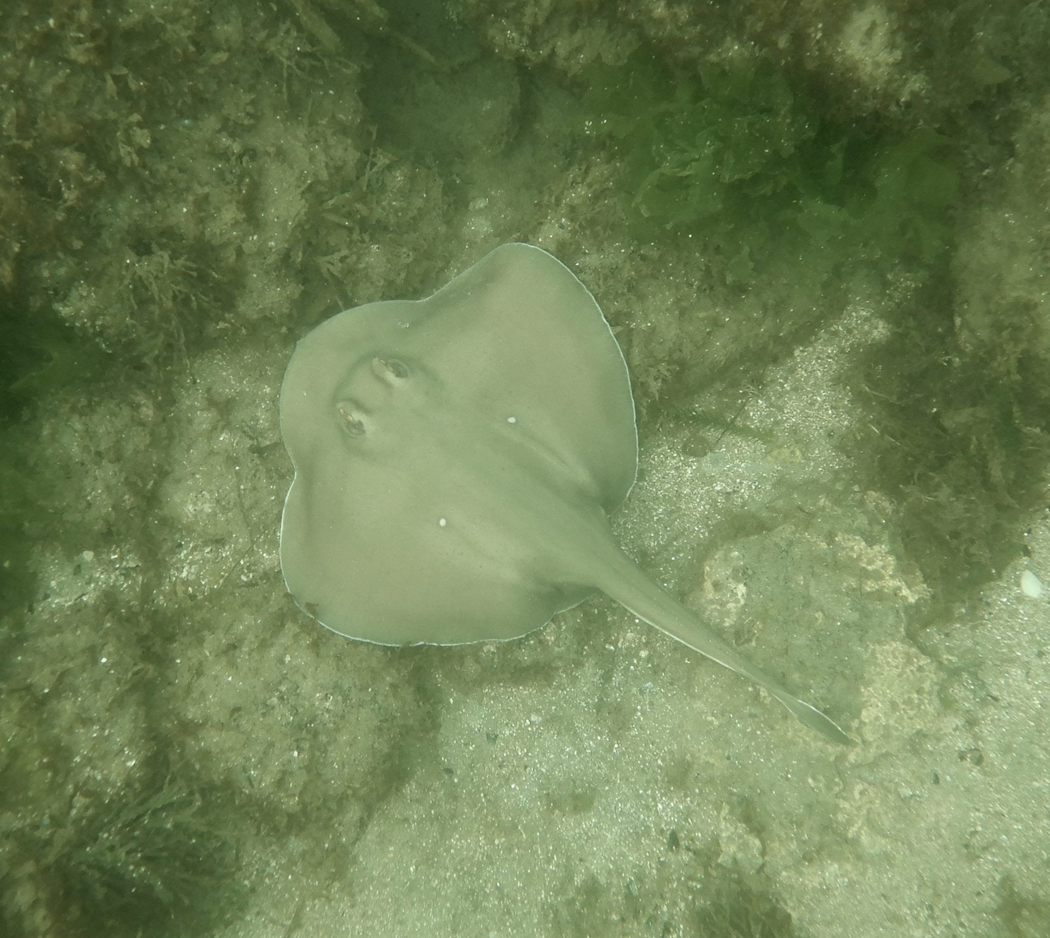 Urolophus paucimaculatus Dixon, 1969