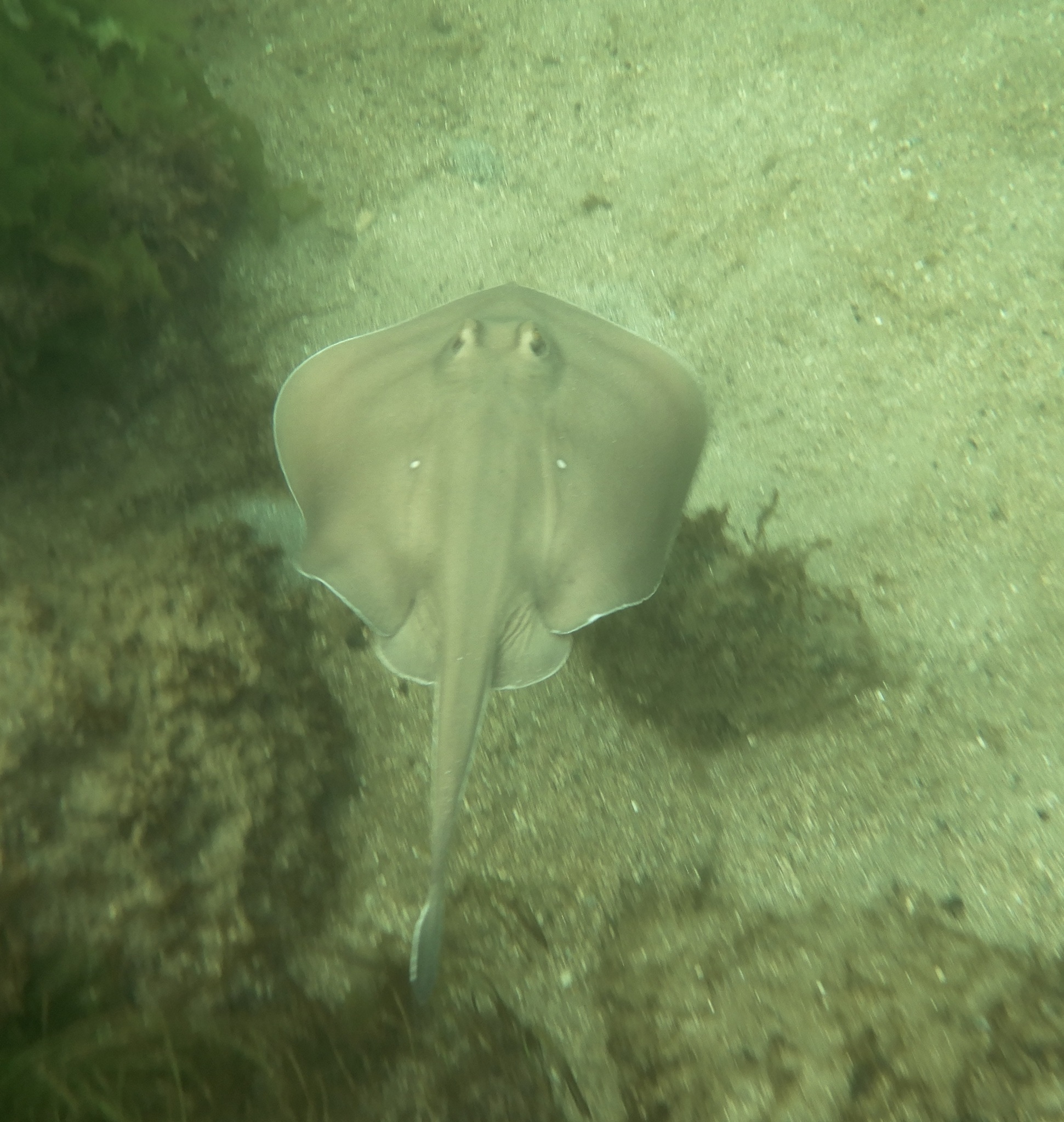Urolophus paucimaculatus Dixon, 1969