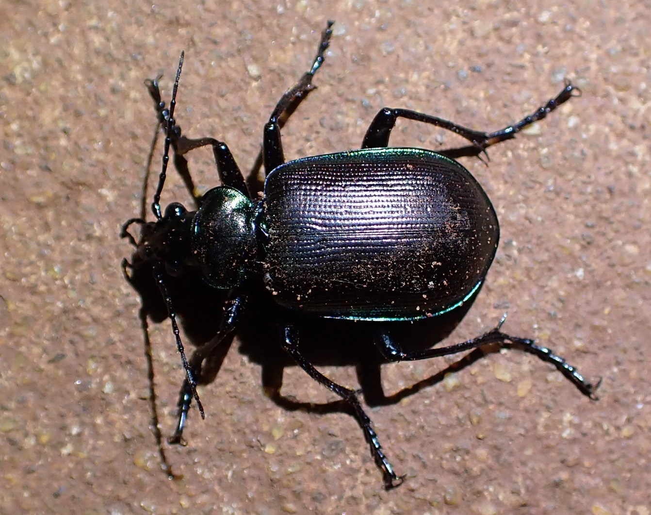 Calosoma oceanicum Perroud & Montrouzier, 1864