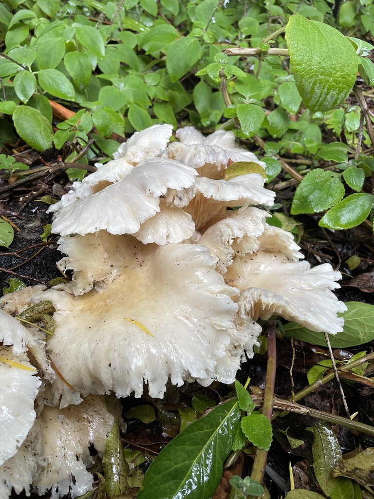 ghost fungus from Adelaide Botanic Garden, Adelaide, SA, AU on May 05 ...