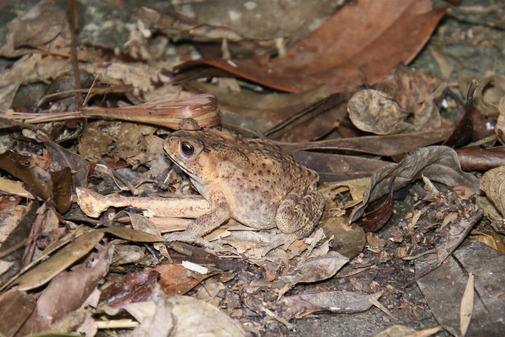Asian Common Toad from Pok Fu Lam Reservoir Rd, Pok Fu Lam, Hong Kong ...