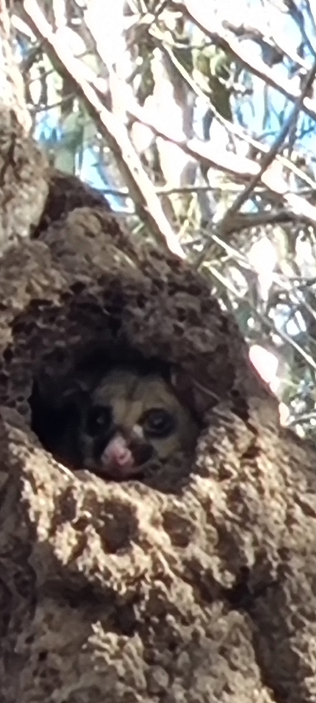 Brushtail Possums from Greenbank QLD 4124, Australia on April 13, 2023 ...