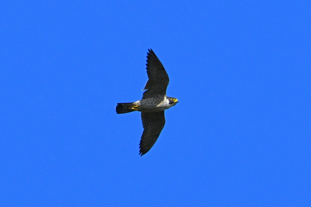 Peregrine Falcon from Maaroom QLD 4650, Australia on May 05, 2023 at 02 ...