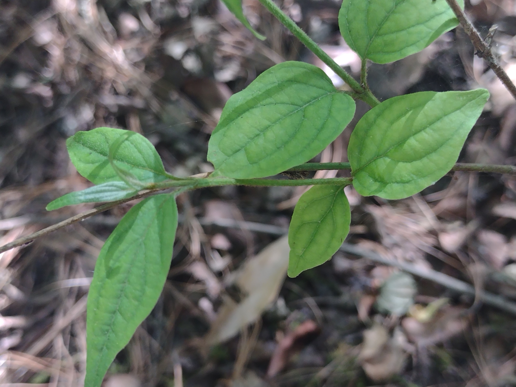 Cornus excelsa Kunth