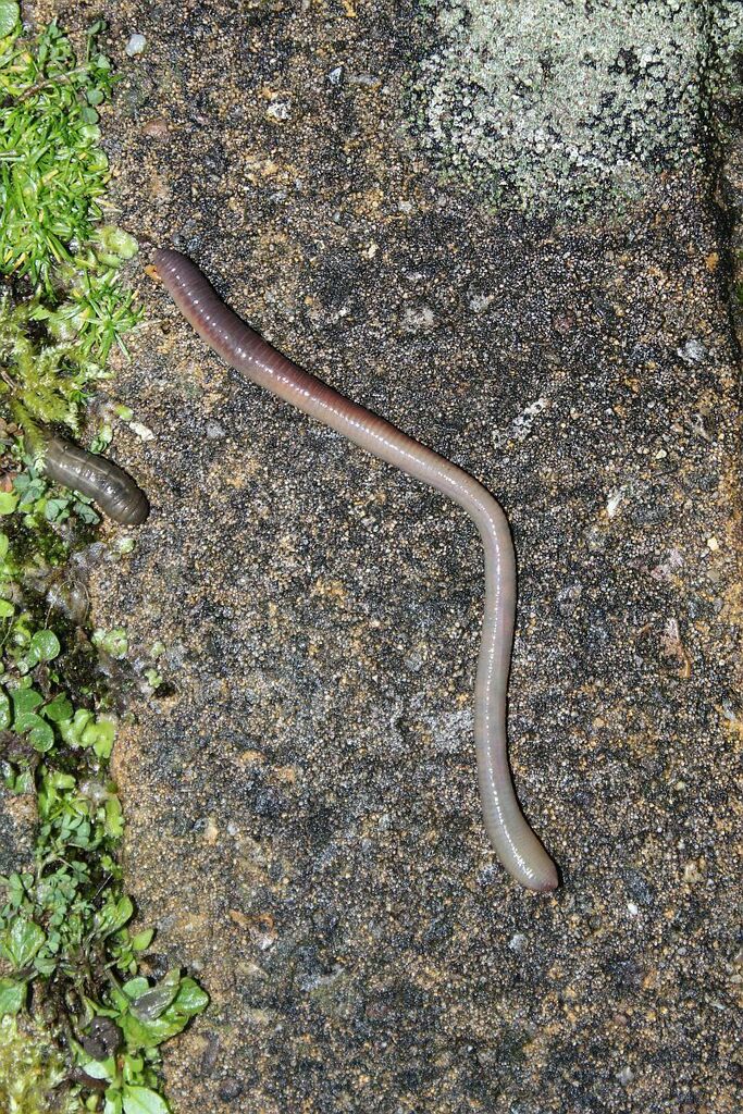 Earthworms from Netherton, Dudley, UK on May 1, 2023 at 06:08 AM by ...