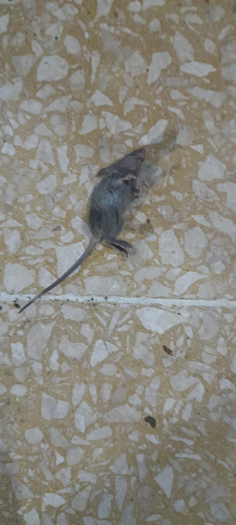 Black Rat from WX84+WQP, San José, Curridabat, 11801, Costa Rica on ...