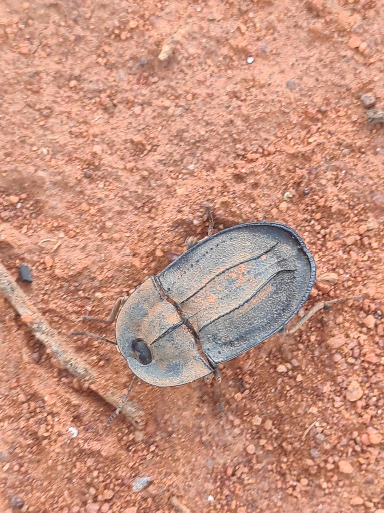 Pie-dish Beetles from Nallan Station Stay on April 11, 2023 at 05:34 PM ...