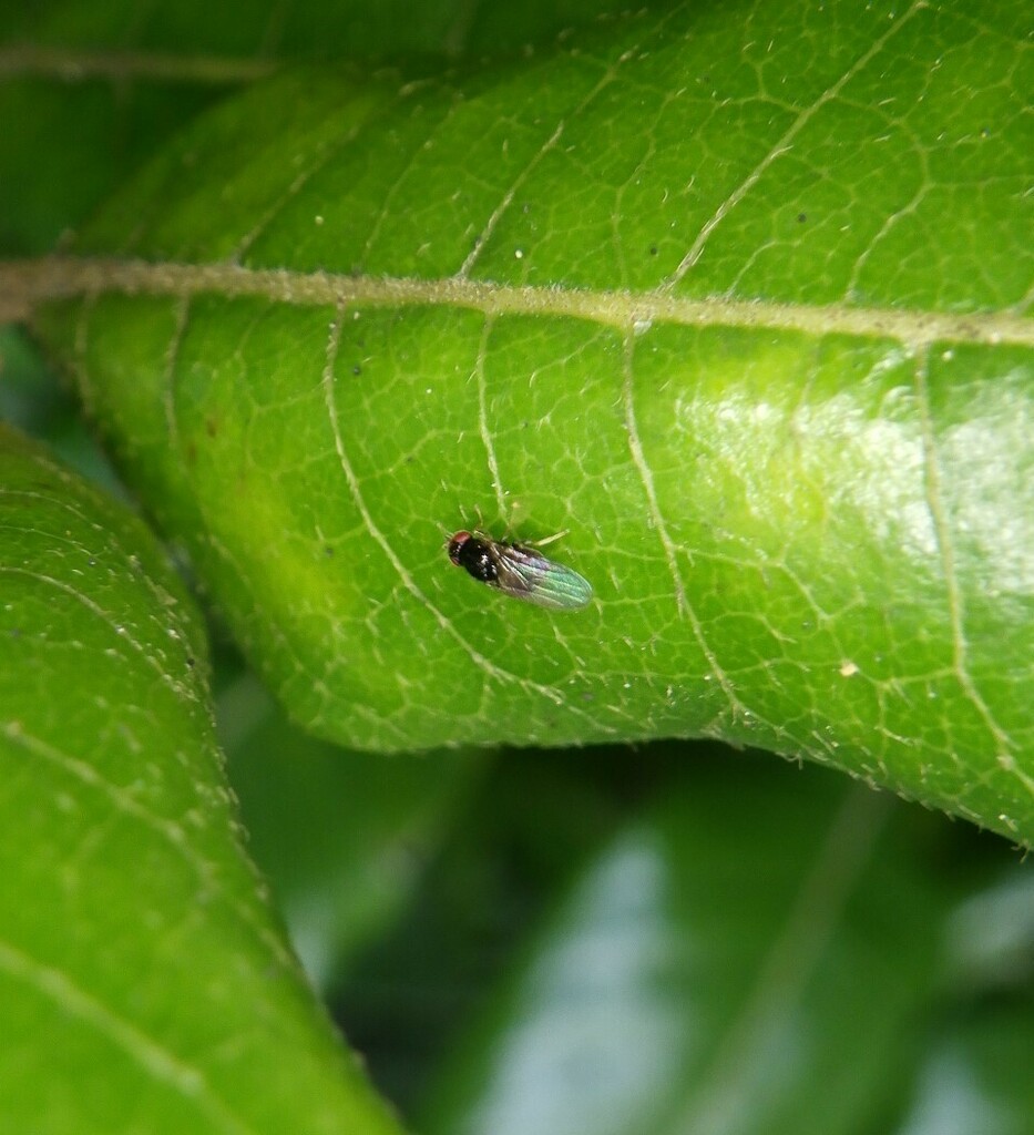 Gaurax from Kaiapoi, New Zealand on May 01, 2023 at 01:15 PM by heidi_q ...