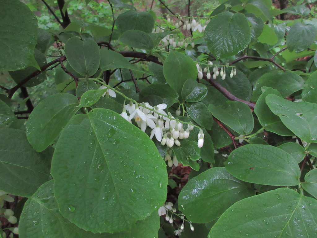 Styrax obassia from 대한민국 충청남도 천안시 동남구 on May 05, 2023 by onidiras ...