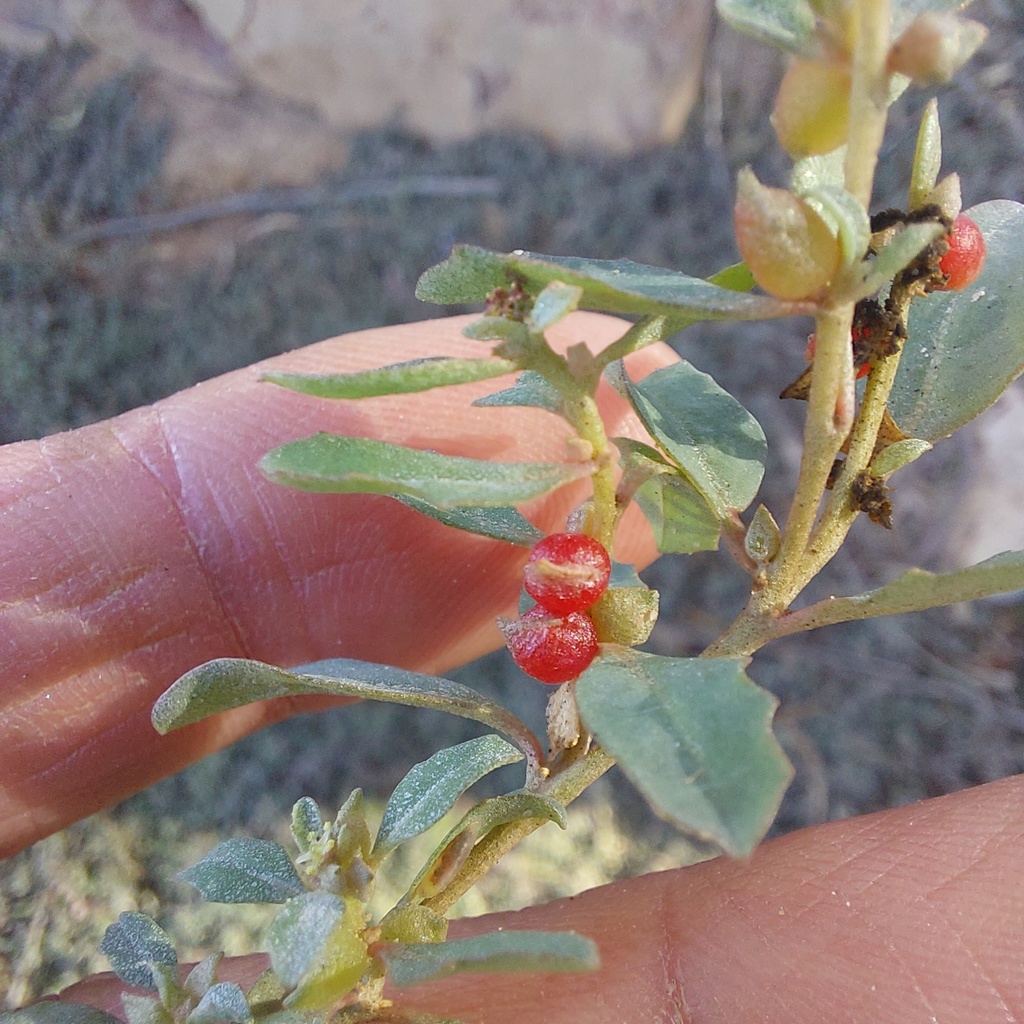 berry saltbush from West Coast, Western Cape, South Africa on May 1 ...