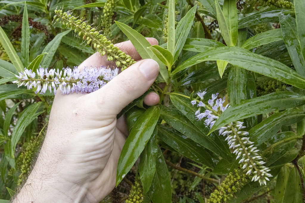 koromiko from Buller District, West Coast, New Zealand on May 5, 2023 ...