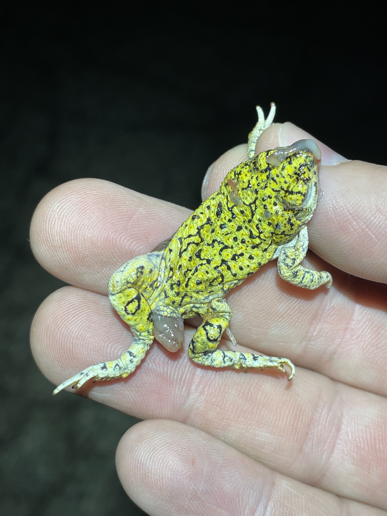 Anaxyrus debilis (Girard, 1854)
