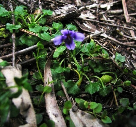 dusky violet from Gardens of Stone SCA Newnes Plateau NSW 2790 ...