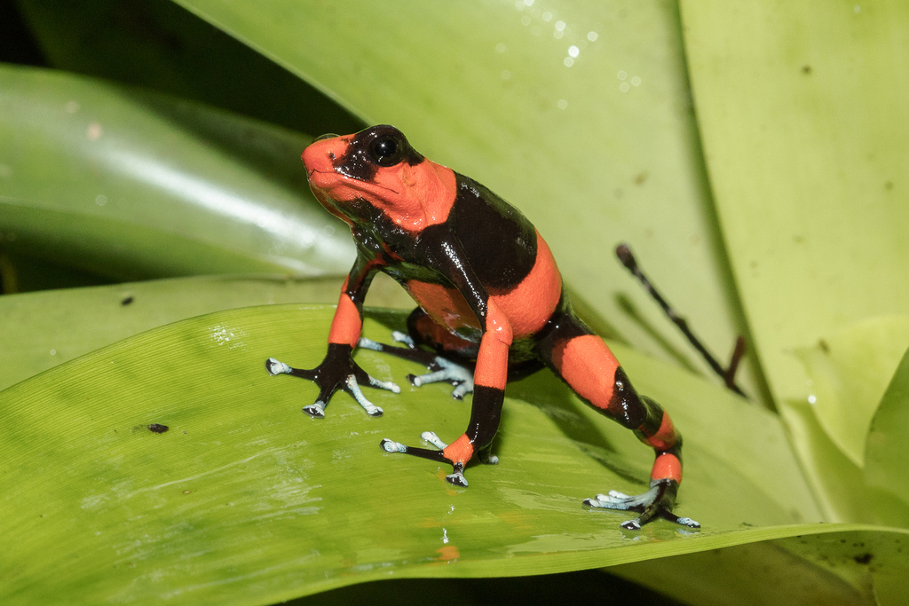 Red-banded Poison Frog in March 2023 by Niels Poul Dreyer · iNaturalist
