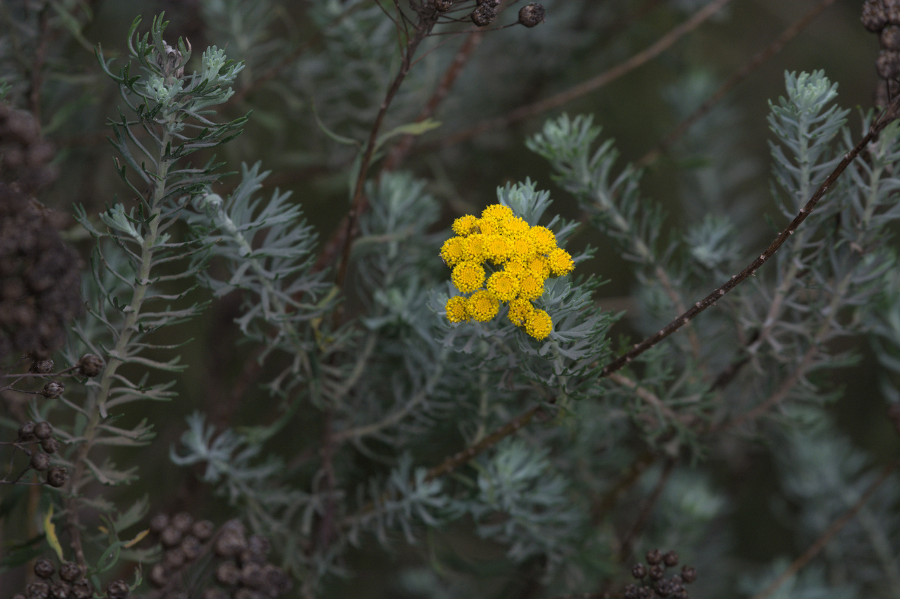 Athanasia trifurcata (L.) L.