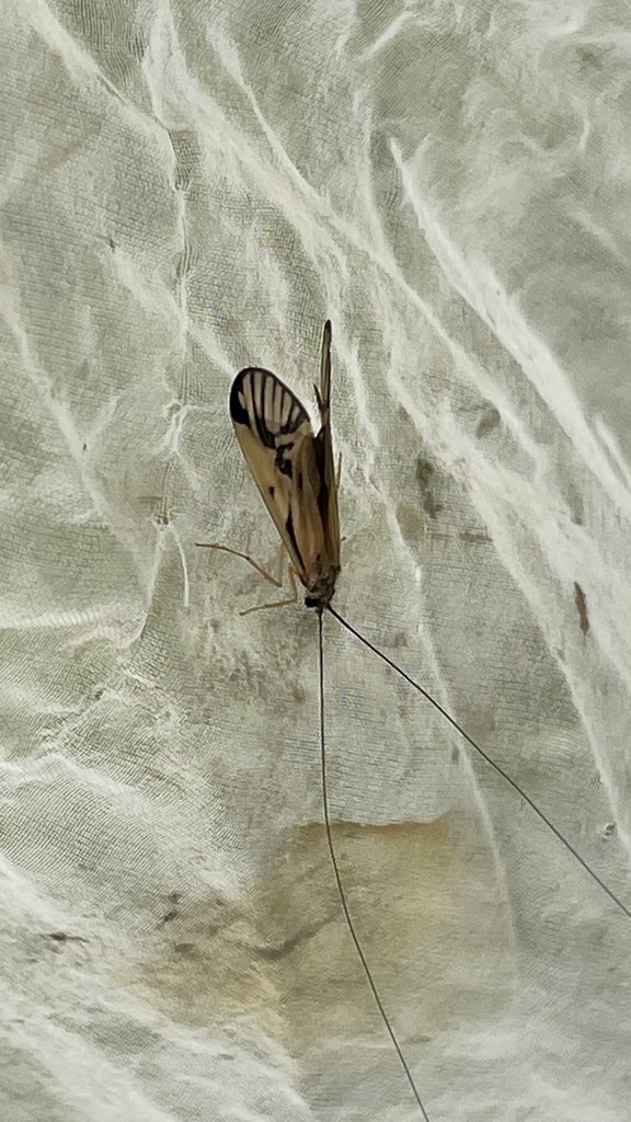 Macrostemum radiatum in May 2023 by tofuinsect · iNaturalist