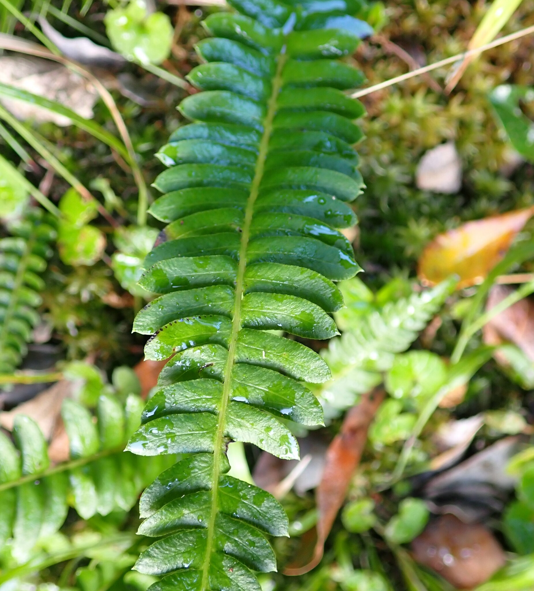 Blechnum australe L.