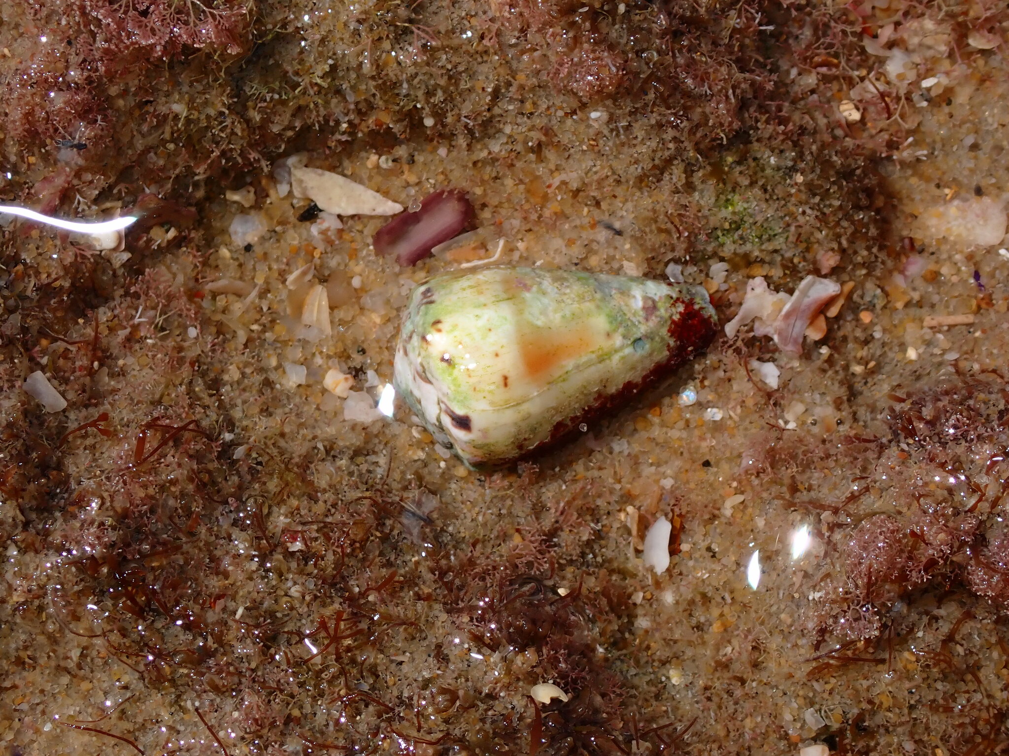 Conus musicus Hwass, 1792