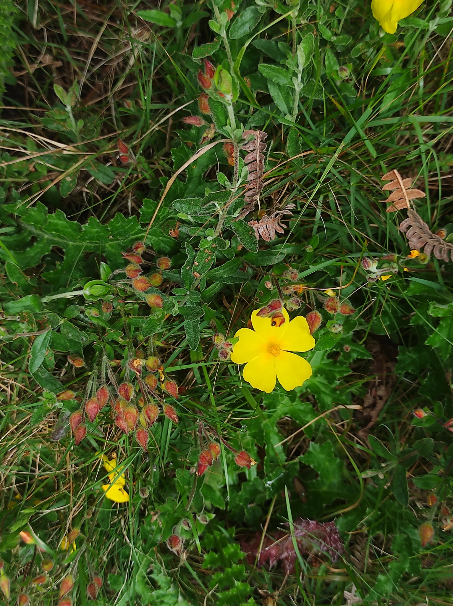 Halimium lasianthum subsp. alyssoides (Lam.) Greuter