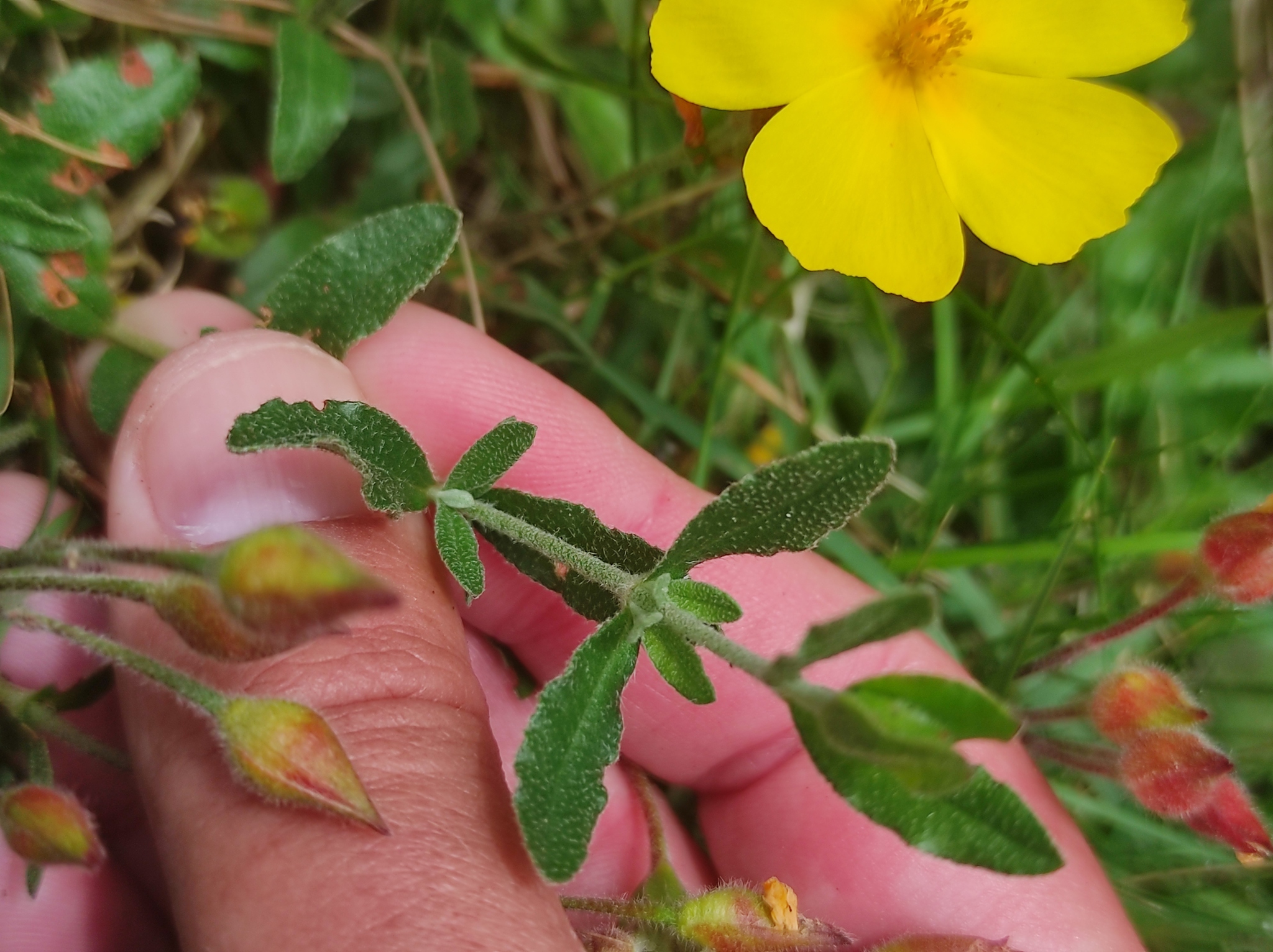 Halimium lasianthum subsp. alyssoides (Lam.) Greuter
