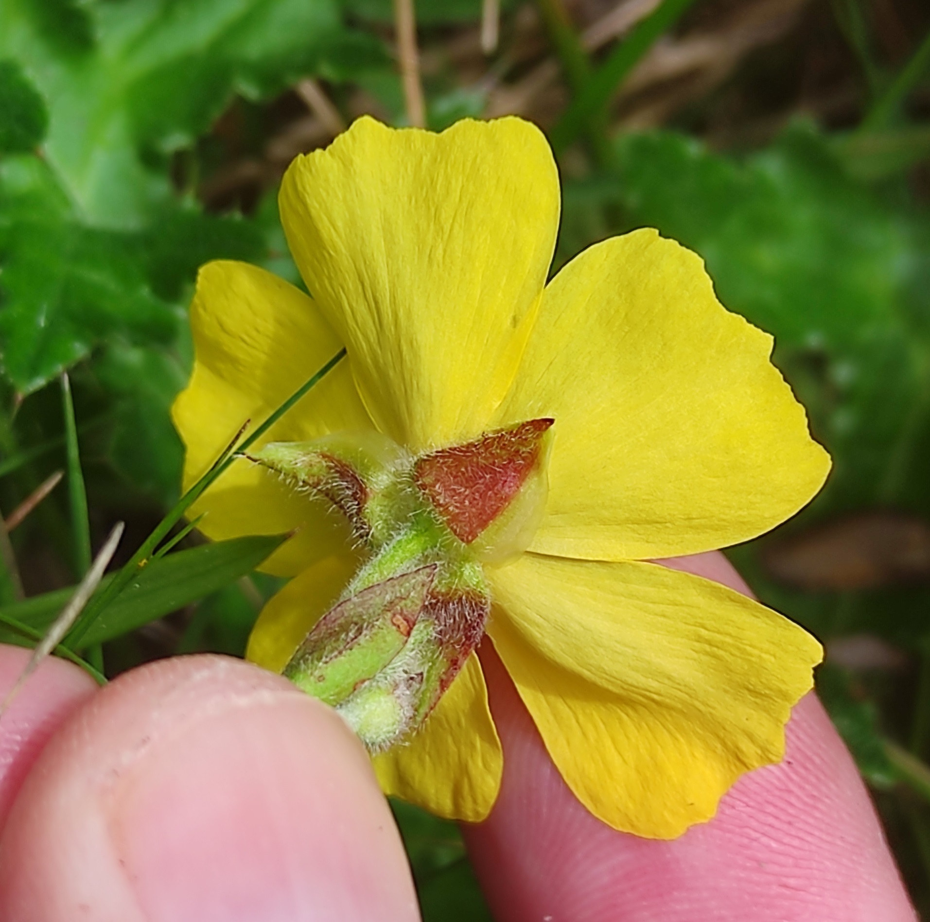 Halimium lasianthum subsp. alyssoides (Lam.) Greuter