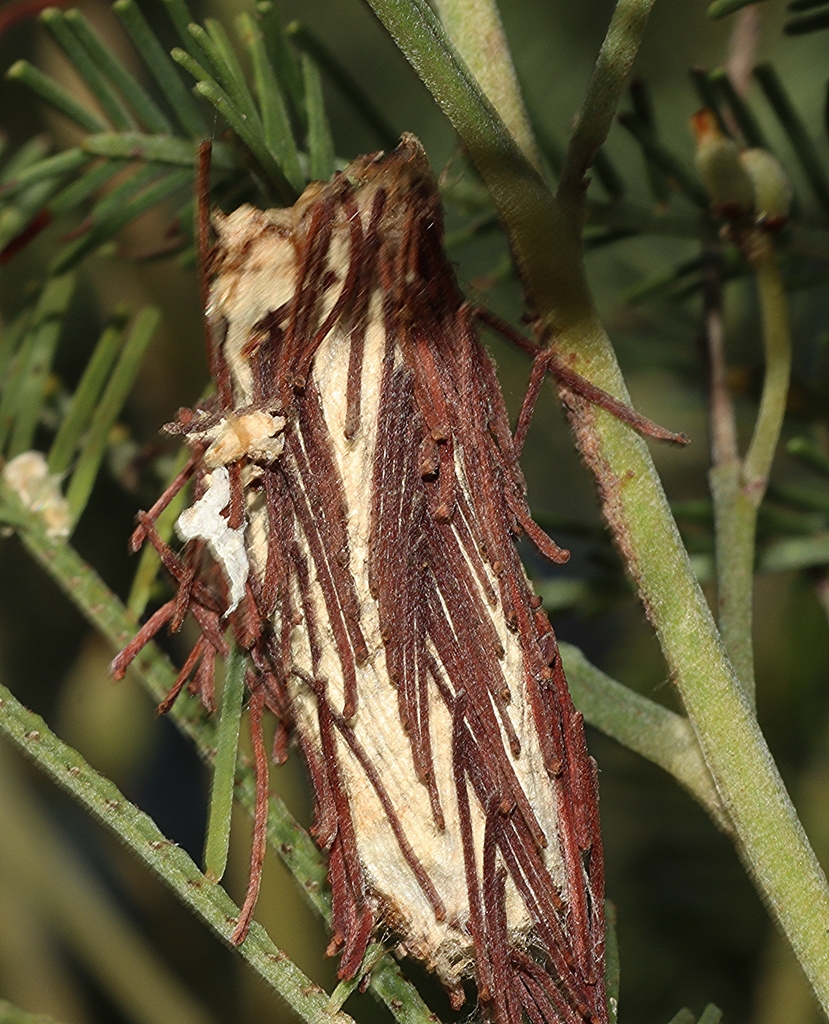Butterflies and Moths from Mitiamo VIC 3573, Australia on May 05, 2023 ...