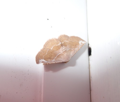 Autoba rubra · iNaturalist