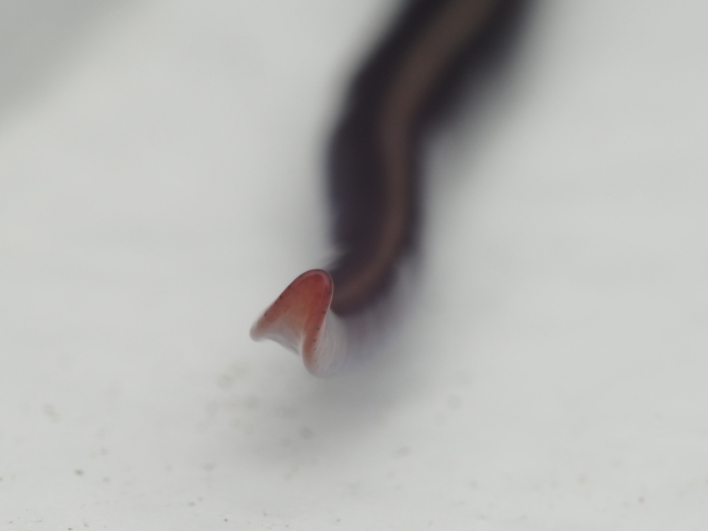 Blue Garden Flatworm from North Island, Kaeo, Northland, NZ on April 23 ...