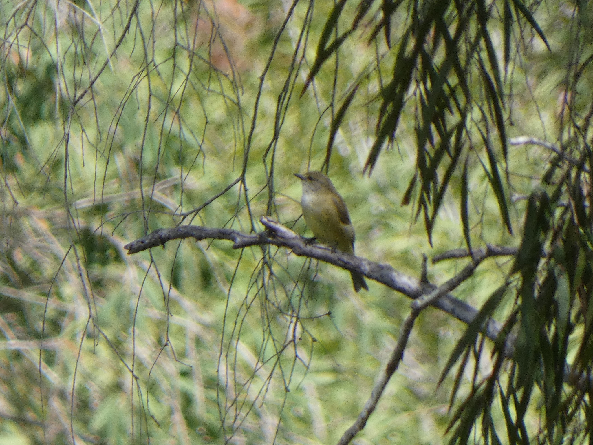 Microeca flavigaster Gould, 1843