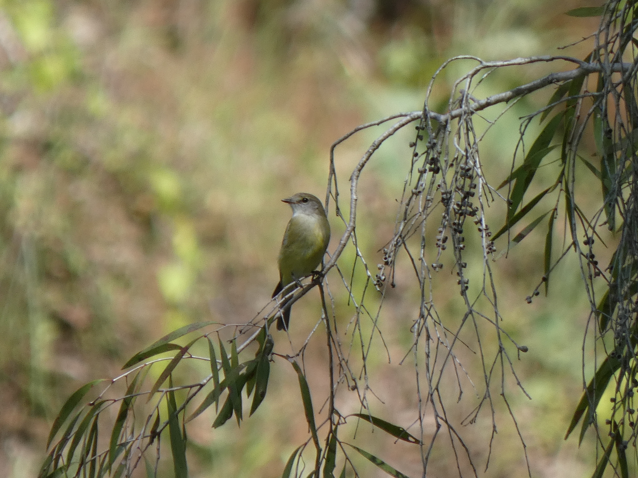 Microeca flavigaster Gould, 1843