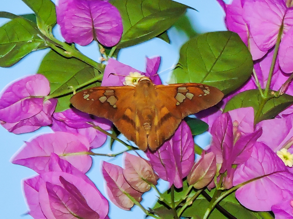 Nascus phocus (Borboletas da Grande Curitiba e Paraná, Brasil - Volume ...