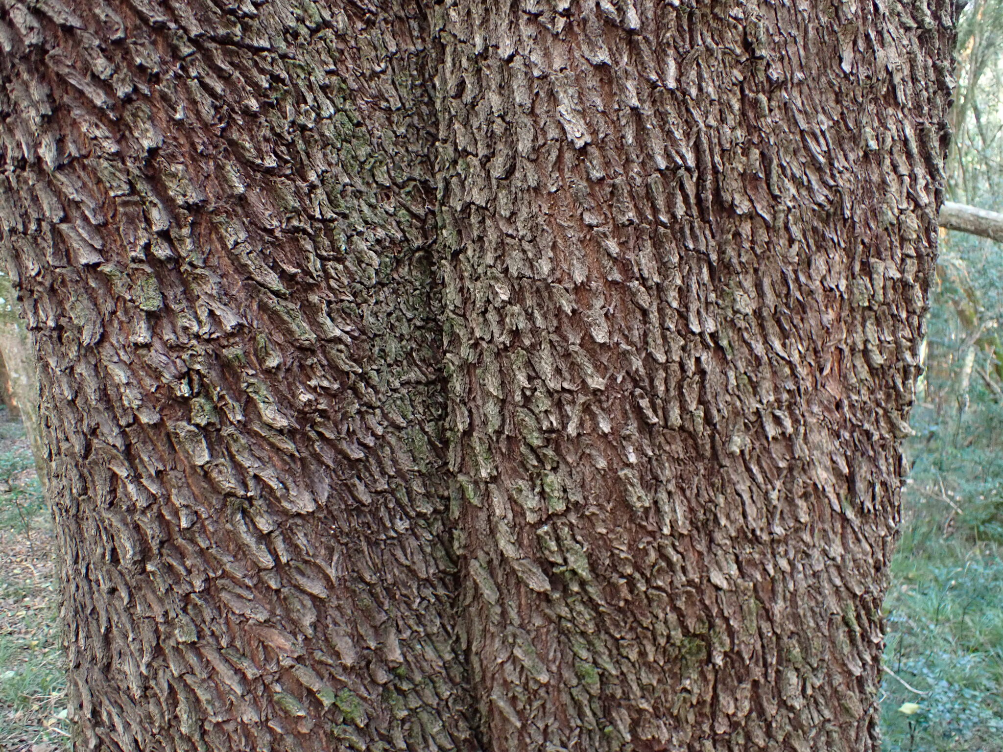 Olinia ventosa (L.) Cufod.