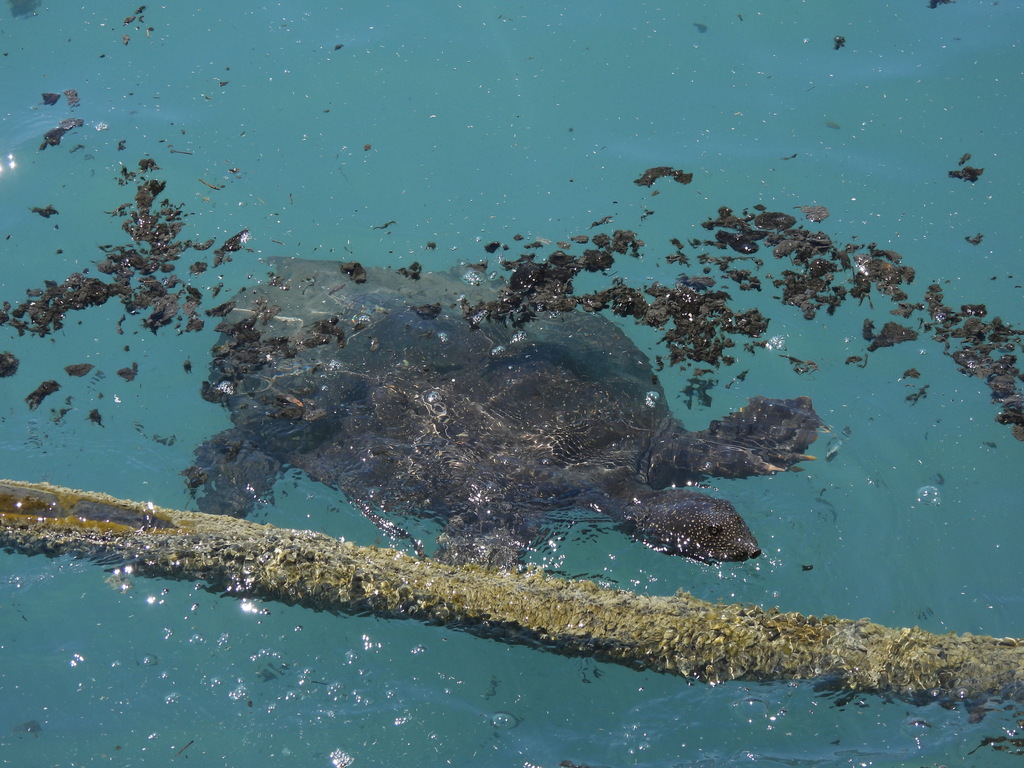 African Softshell Turtle in April 2023 by Alexandra Laking · iNaturalist