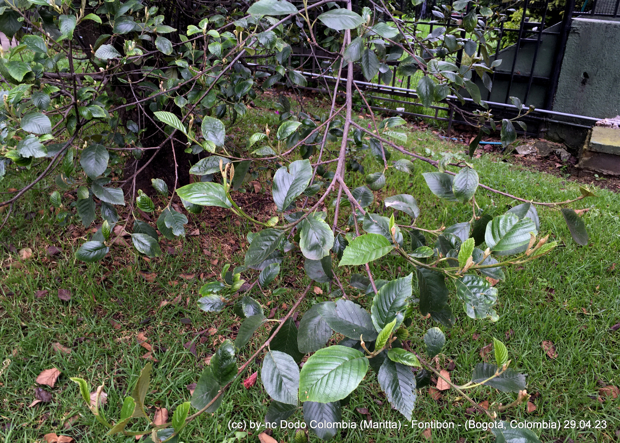 Alnus acuminata Kunth