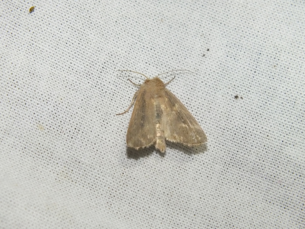 Obscure Wainscot from Починковский р-н, Нижегородская обл., Россия on ...