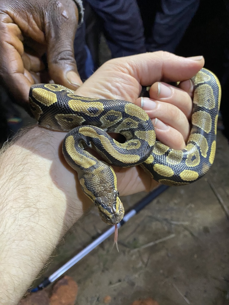 Ball Python from Kindia, Kindia, GN on May 4, 2023 at 08:52 PM by greneric59 · iNaturalist