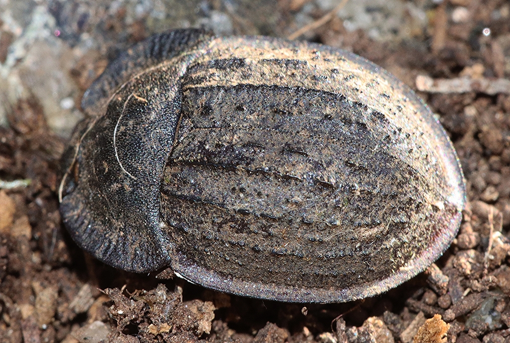 Saragus from Mitiamo VIC 3573, Australia on May 05, 2023 at 11:09 AM by ...